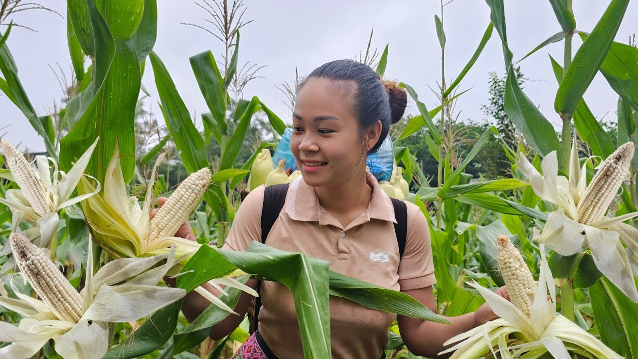 harvest young corn Bring to market to sell-Gardening- Daily Life | La ...