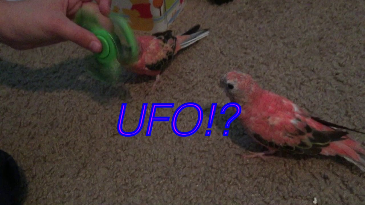 Fidget Spinner makes our Birds cute curious! - YouTube