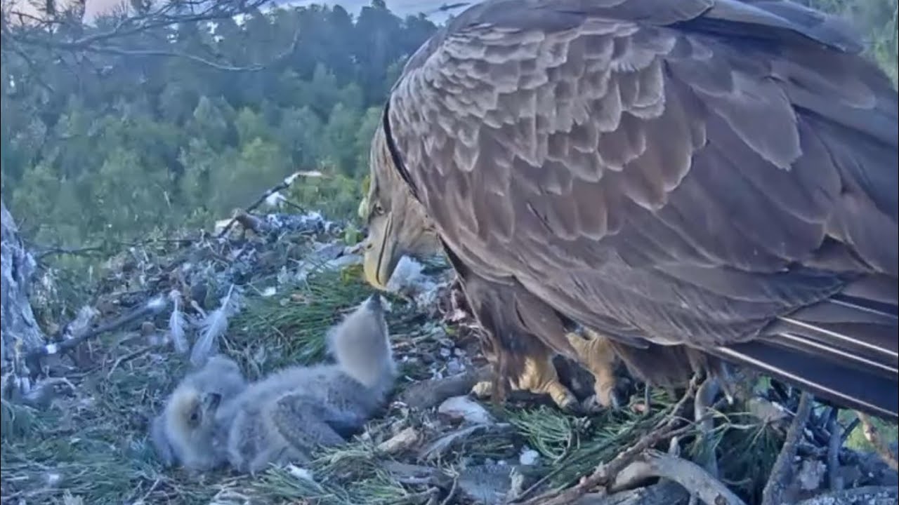 White-tailed eagles | Second breakfast for elder eaglet | May 16, 2024 ...