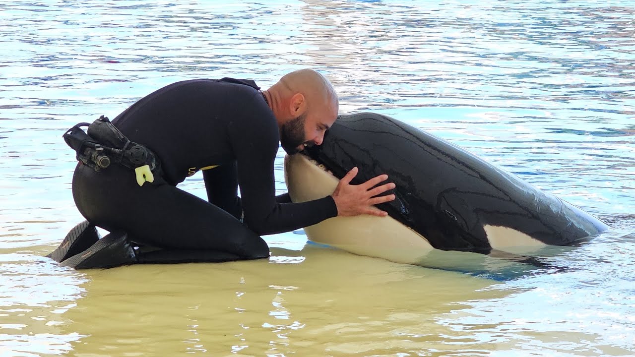 Adán & Aday 💖 Loro Parque, OrcaOcean, 17.04.2024 - YouTube