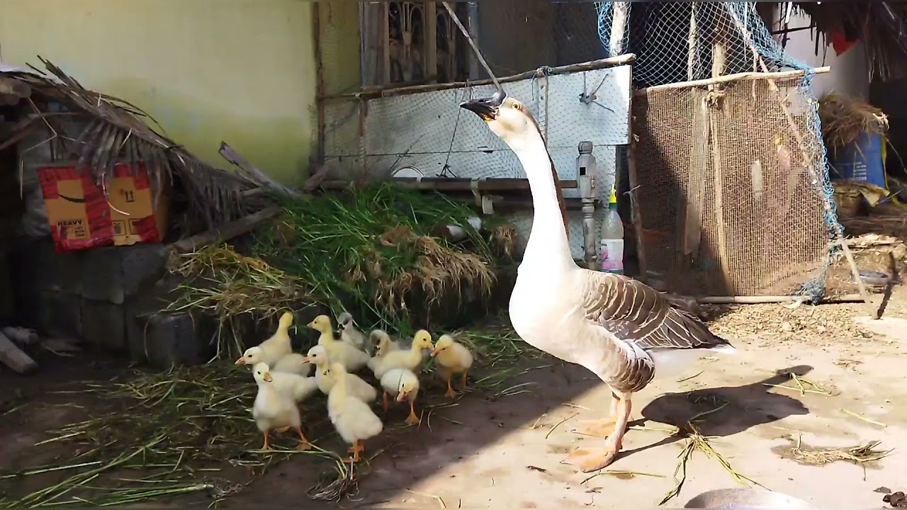 African Goose and Goslings - YouTube