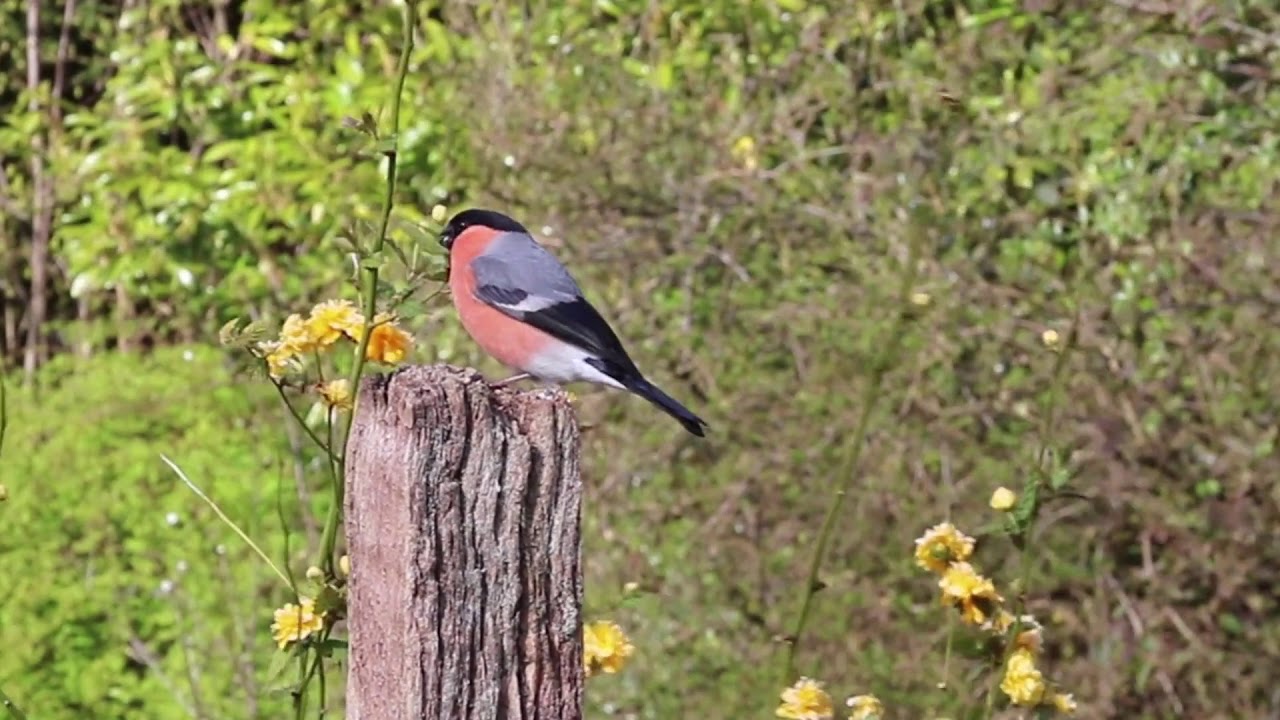 Video Of A Bullfinch Bird - Free Stock Creative Commons Video - YouTube