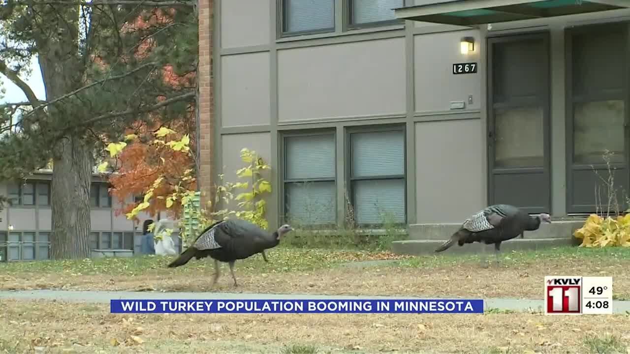 Wild Turkey Population Booming In Minnesota - YouTube