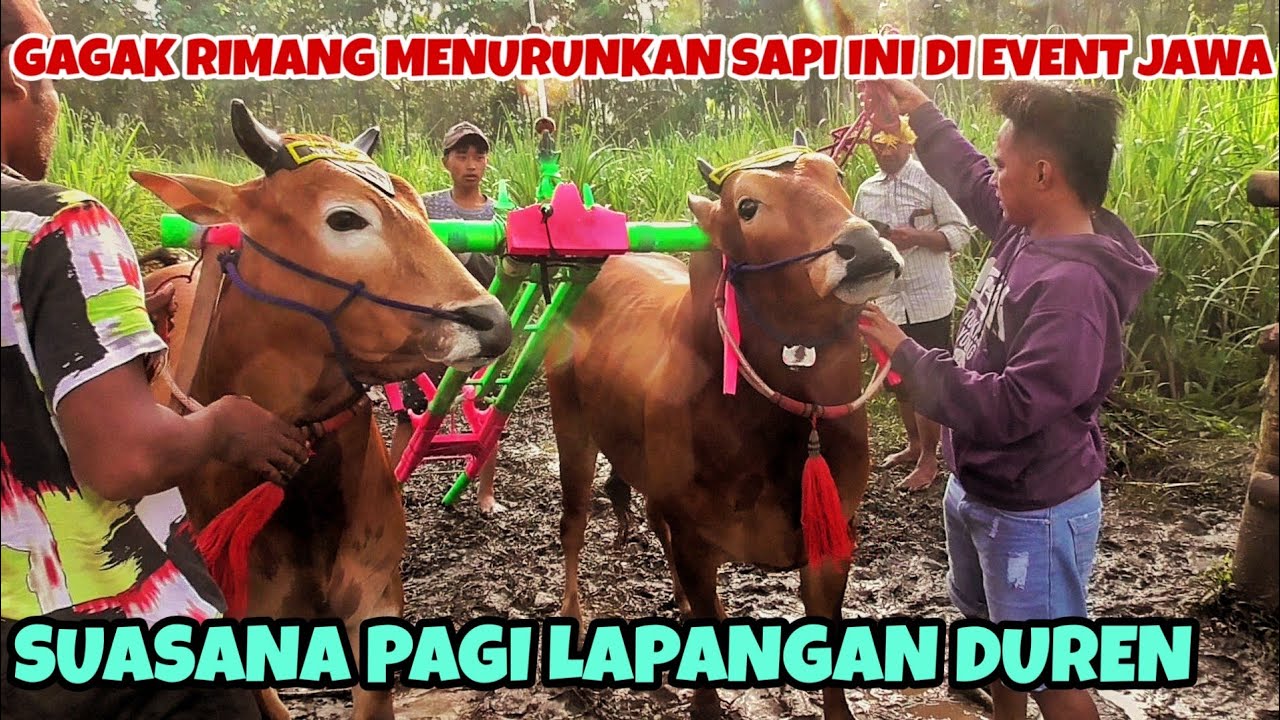 SUASANA PAGI DI LAPANGAN DUREN, LUMAJANG || ADA GAGAK RIMANG - YouTube