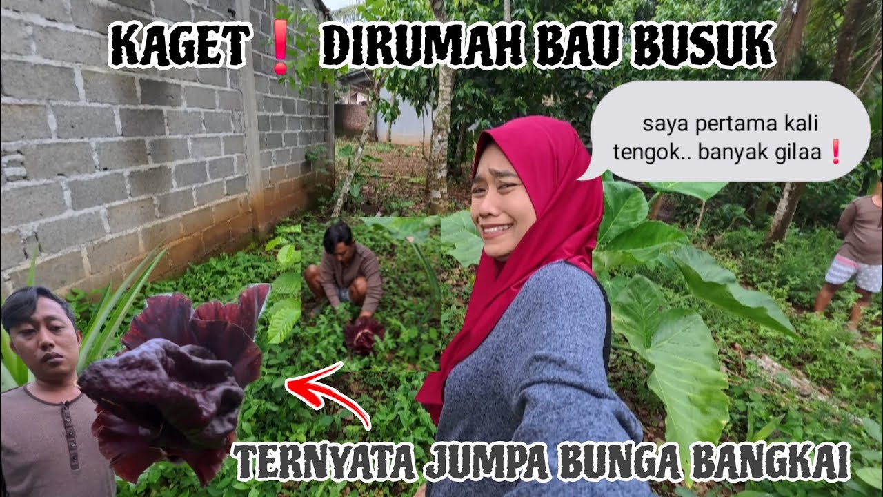 PERTAMA KALI JUMPA BUNGA BANGKAI ️ BAU BUSUK NAK MUNTAH TAPI CANTIKK ...