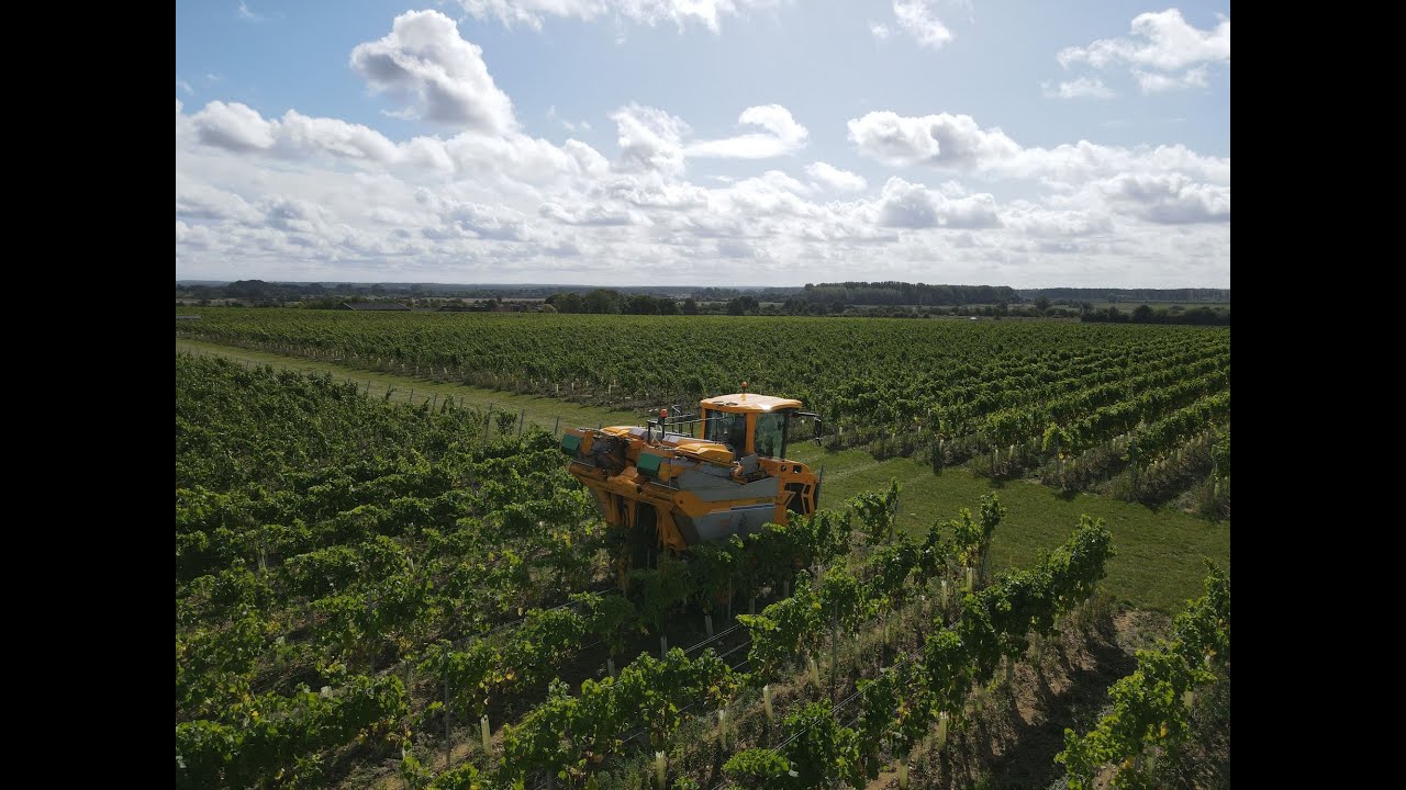 Brecks Vineyard Machine Harvest 2025 - YouTube