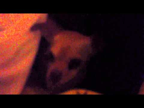 ChiChi Vs Fart Machine Day #1