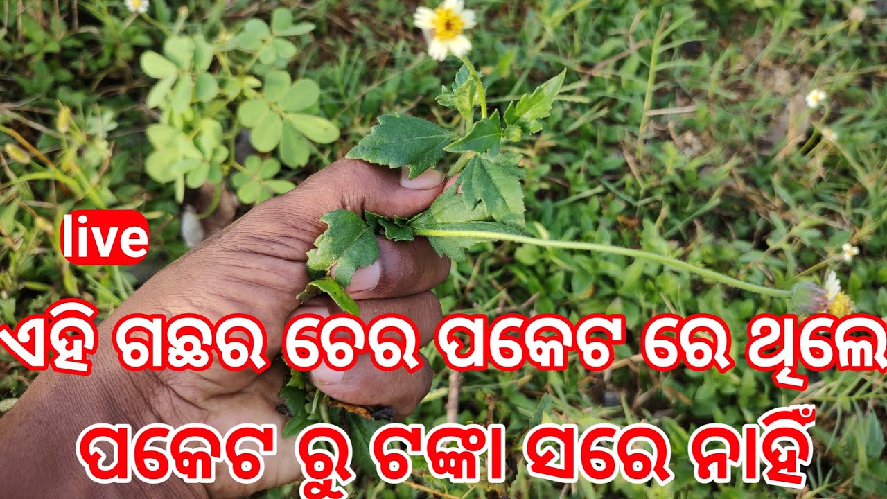 ଏହା ପକେଟରେ ଥରେ ରଖନ୍ତୁ ଟଙ୍କା ପଇସା ସମସ୍ୟା ଦୁର ହେବ | tec bigyan | tec bigyan odia | tec bigyan ...