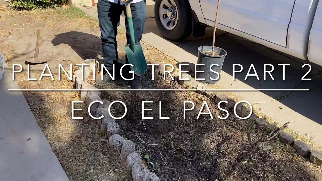How to plant a tree - Part 2 - Eco El Paso - AARP Community Challenge ...