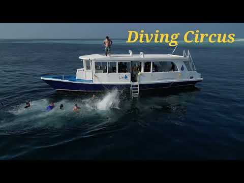 Diving circus - YouTube