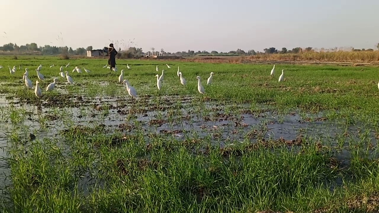 Bagla bird | بگلا - YouTube