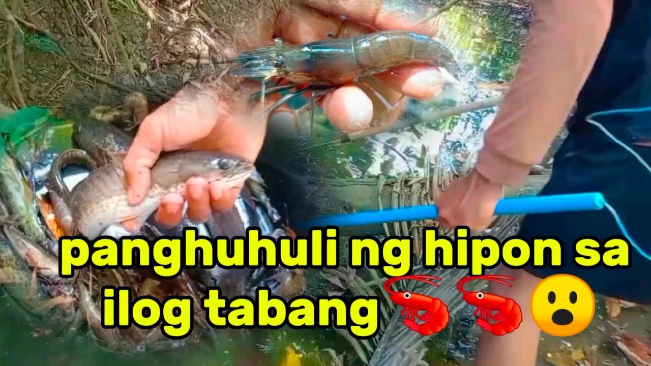 Catching River Prawn #marinduque #fishing #buhayprobinsya #kuyawarsvlog ...