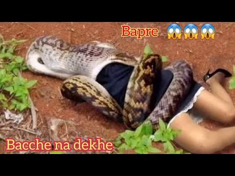 python eating humans|python snake|python snake eating dog|python attack ...