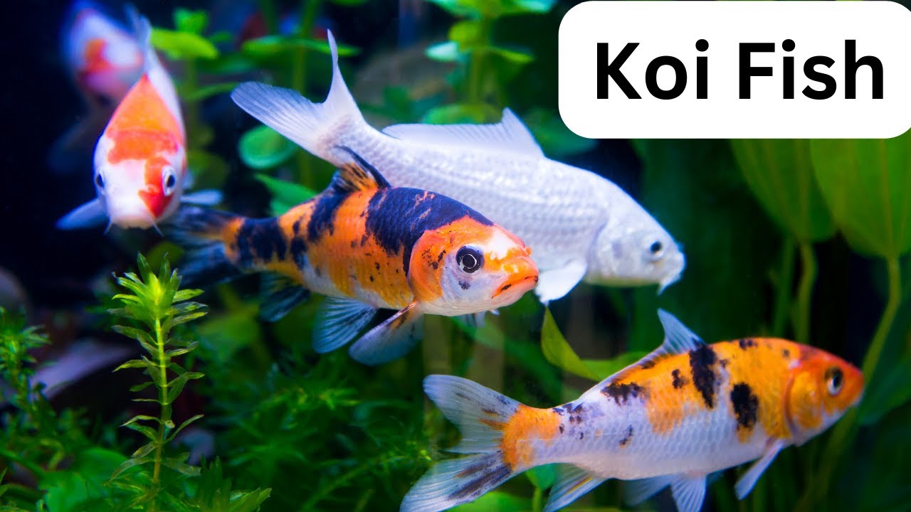 "Koi Fish Facts: Swimming in Beauty" |The Unique World - YouTube