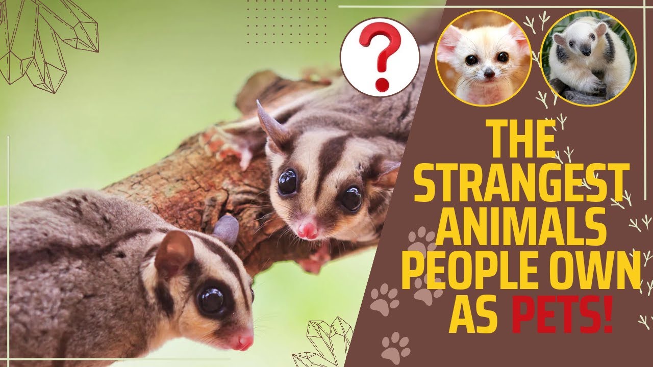 Pet: the strangest animals that people ACTUALLY own as pets! - YouTube