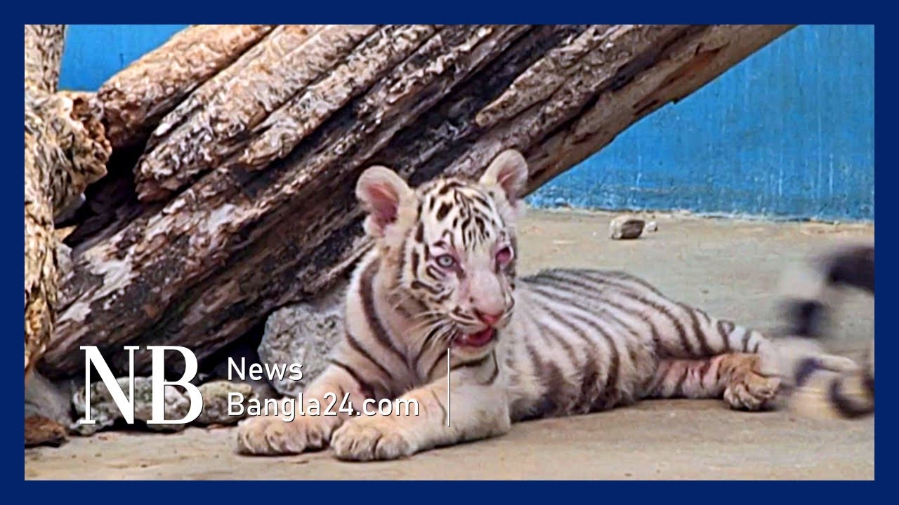 National zoo welcomes first Cuban-born white Tiger | NewsBangla24 - YouTube