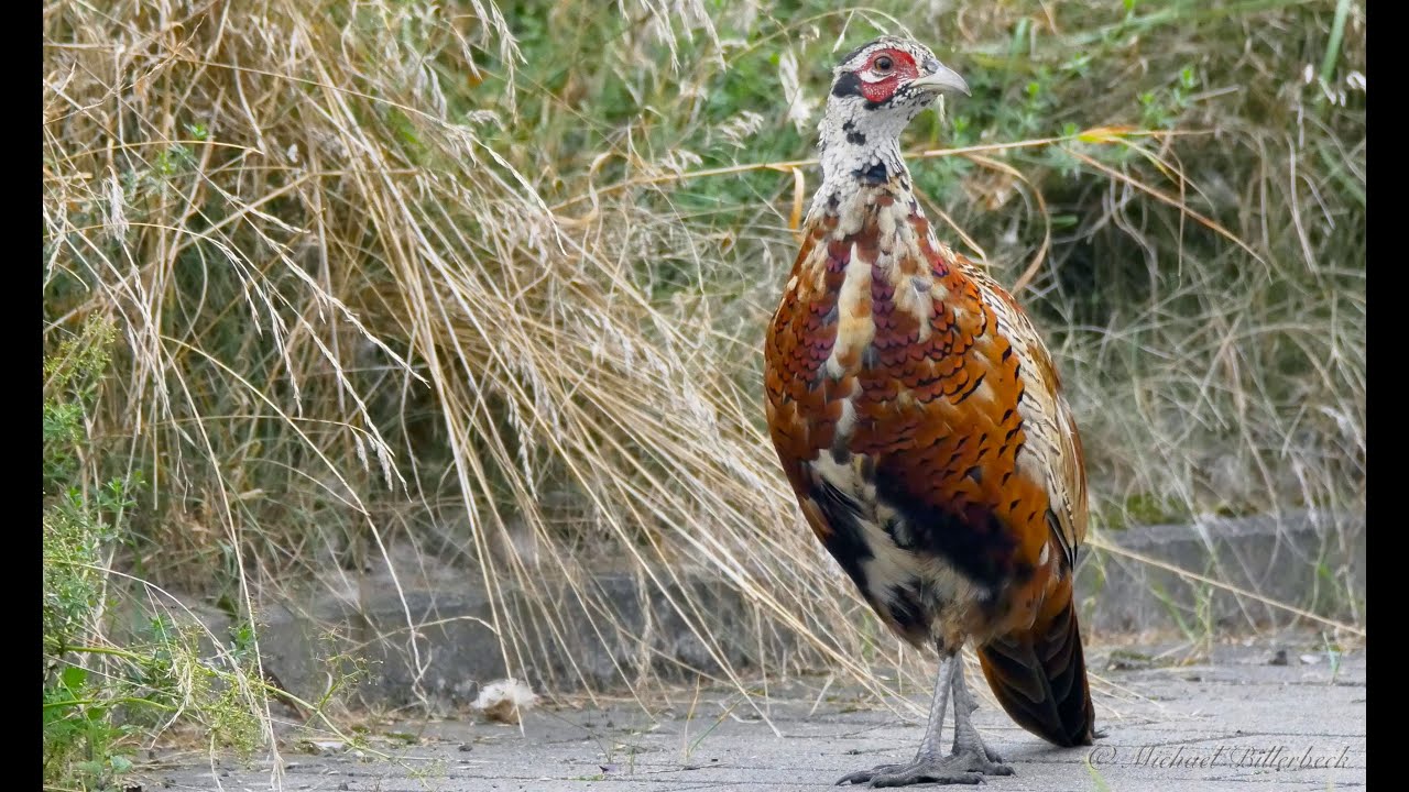 Common Pheasant (Phasianus colchicus ♂) in moult / Fasan in der Mauser ...