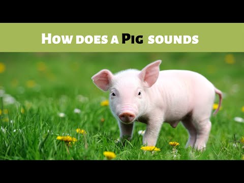 🐷🐖 How does a Pig sounds 🐖🐷 - YouTube