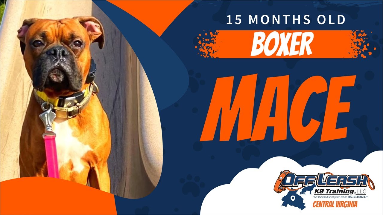 15 month old Boxer (Mace) - YouTube