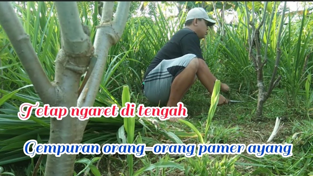 Ngarit rumput odot || Panen rumput odot buat pakan embek - YouTube