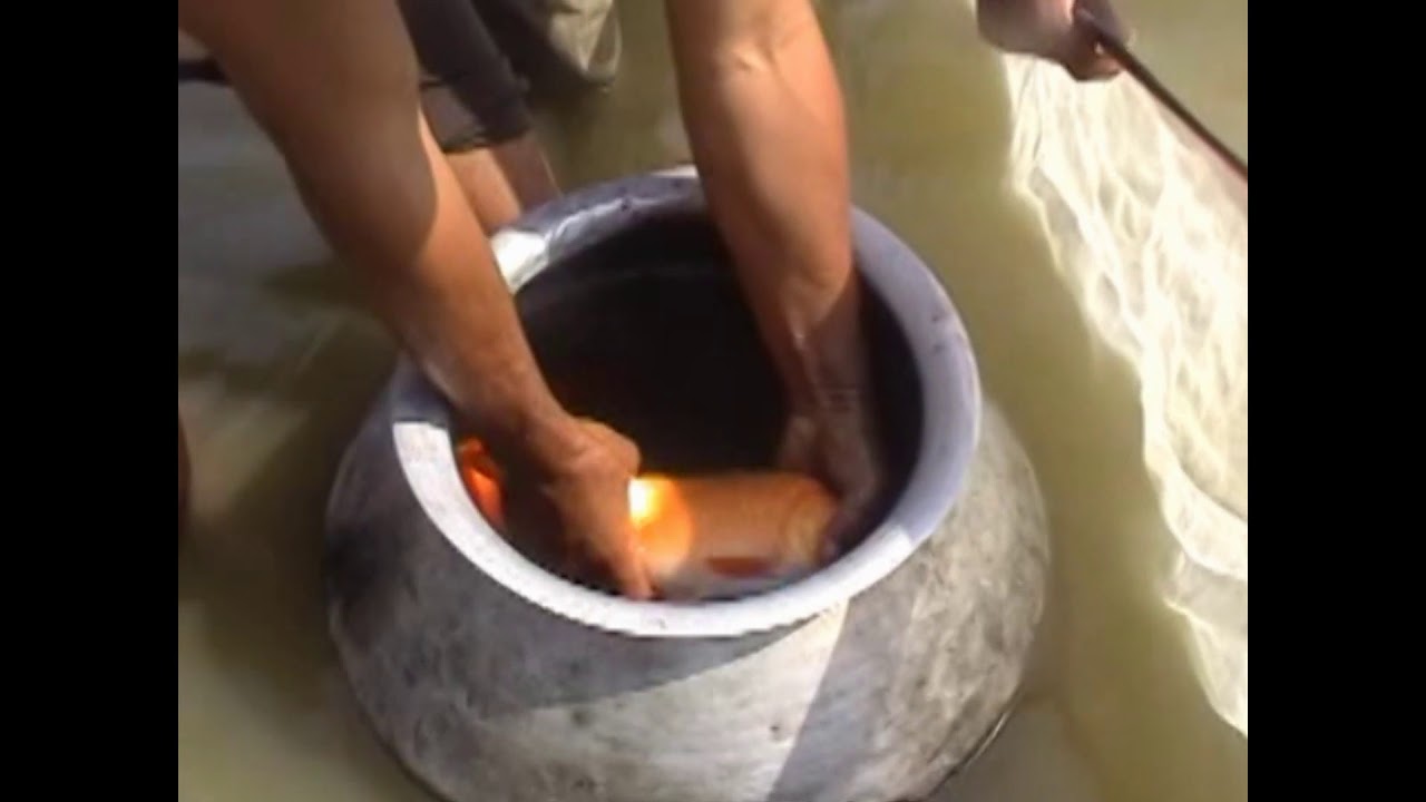 Breeding of Common Carp - YouTube