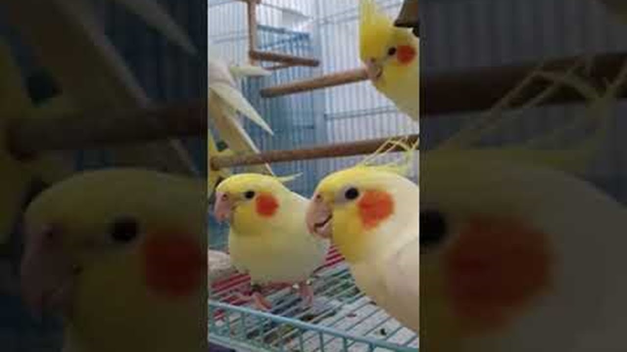 Petting Three Birds With One Hand || ViralHog - YouTube