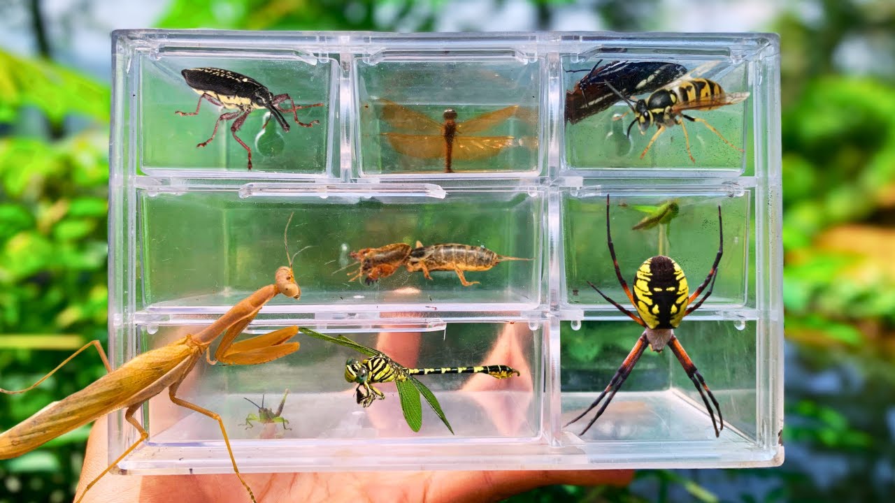 big mantis??catch mantis and some spider,dragonfly,bugs,and beautifull ...