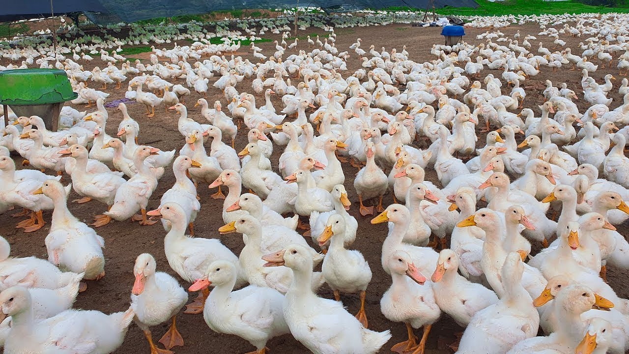 Thousands Of Ducks Are Raised For Meat This Way - DUCK FARMING - DUCK ...