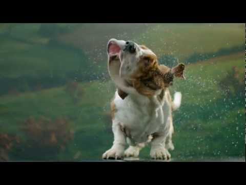 Secret Life of Dogs: Basset hound shakes off water in ultra slow motion