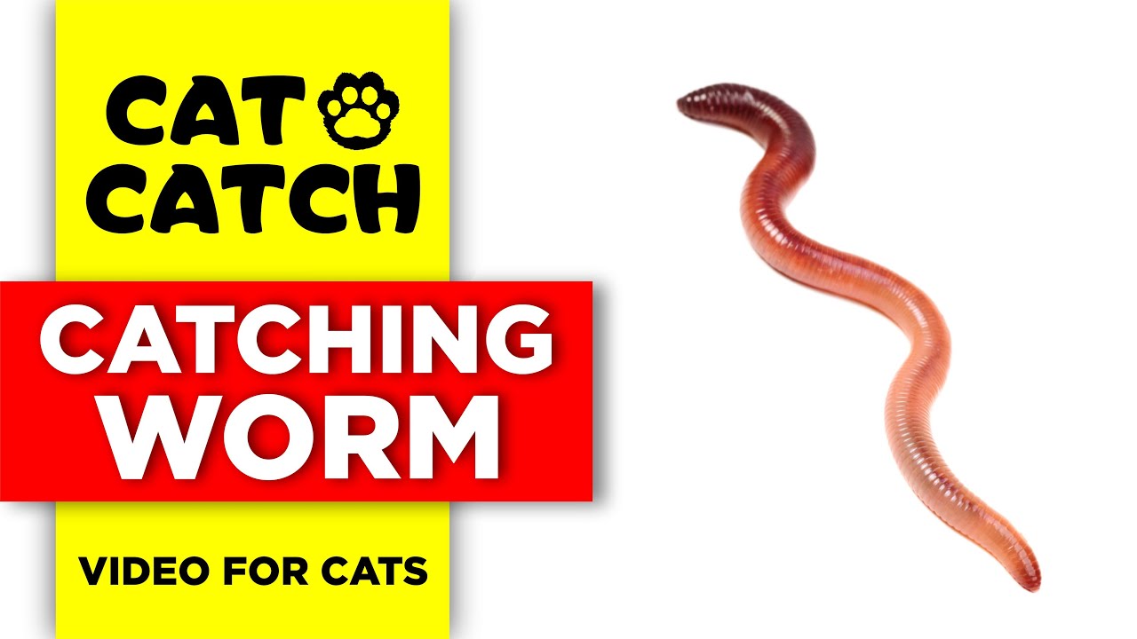 CATCH A WORM | VIDEOS FOR CATS TO WATCH - CAT GAMES - YouTube