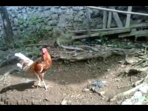 ayam kampus mesum
