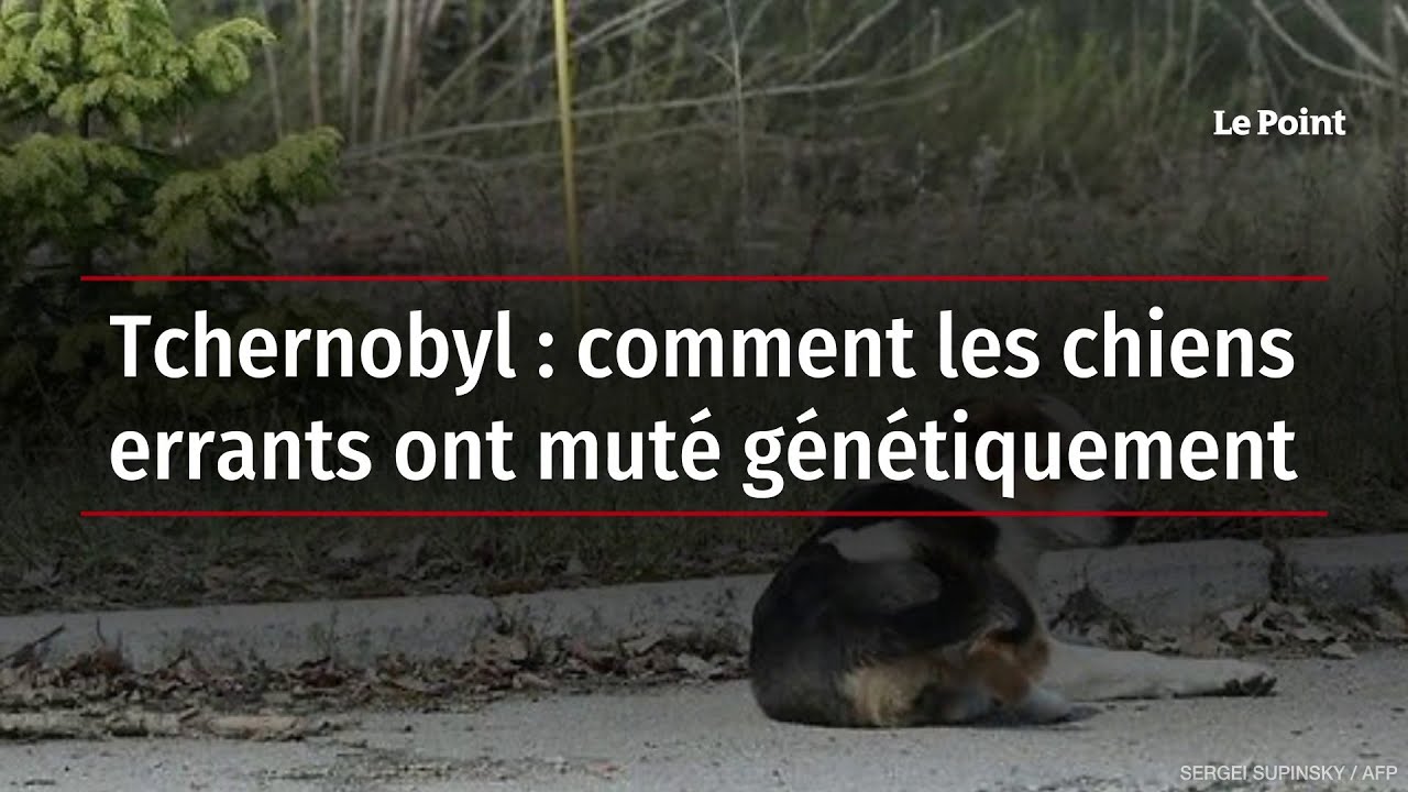 Tchernobyl : comment les chiens errants ont muté génétiquement - YouTube