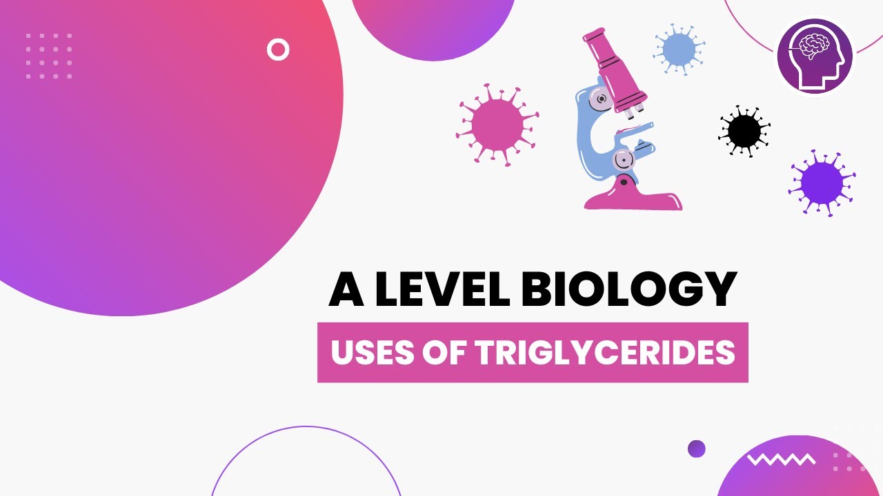 Uses of Triglycerides | A Level Biology | OCR, AQA, Edexcel - YouTube
