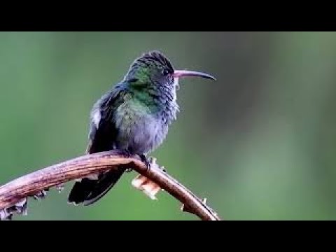 El Colibri dorado. Cuento Andino Inca - YouTube