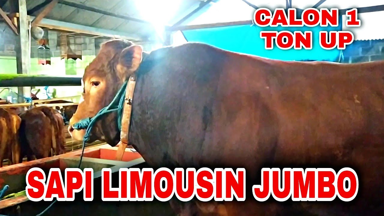 REVIEW SAPI LIMOUSIN JUMBO ‼️ - YouTube