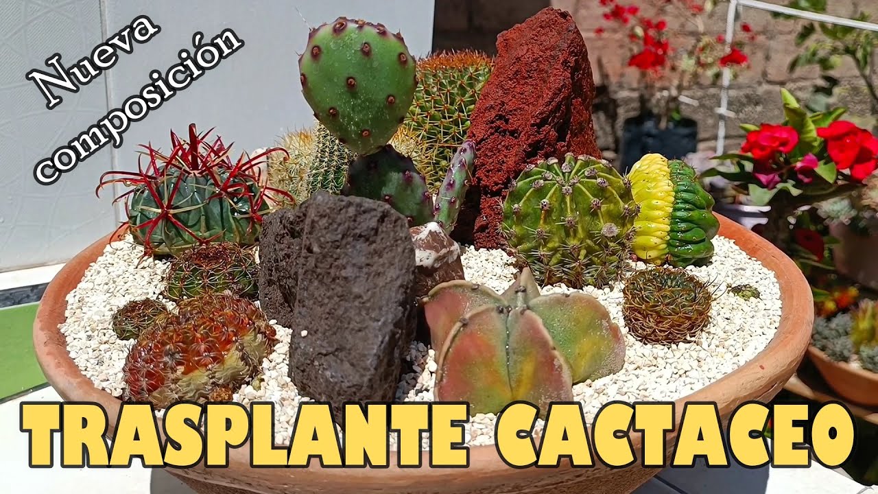 Partes De Una Planta De Cactus El Fabuloso Mundo De Los Cactus