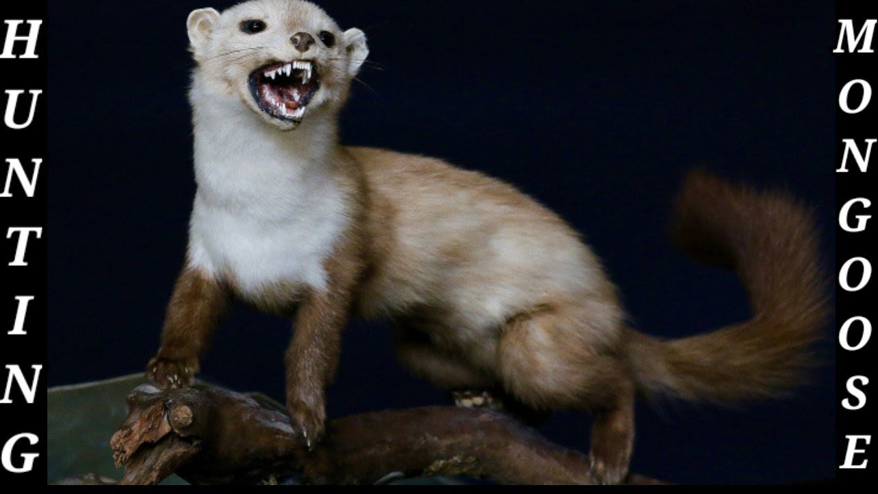 MEMBURU MUSANG SAMPAI MASUK RUMAH#video #berburu #anjing @teamantizonk ...