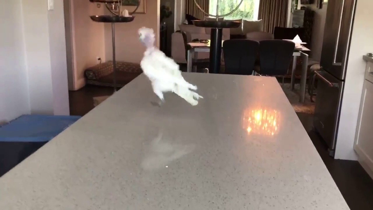 Coco the bird #1 - YouTube