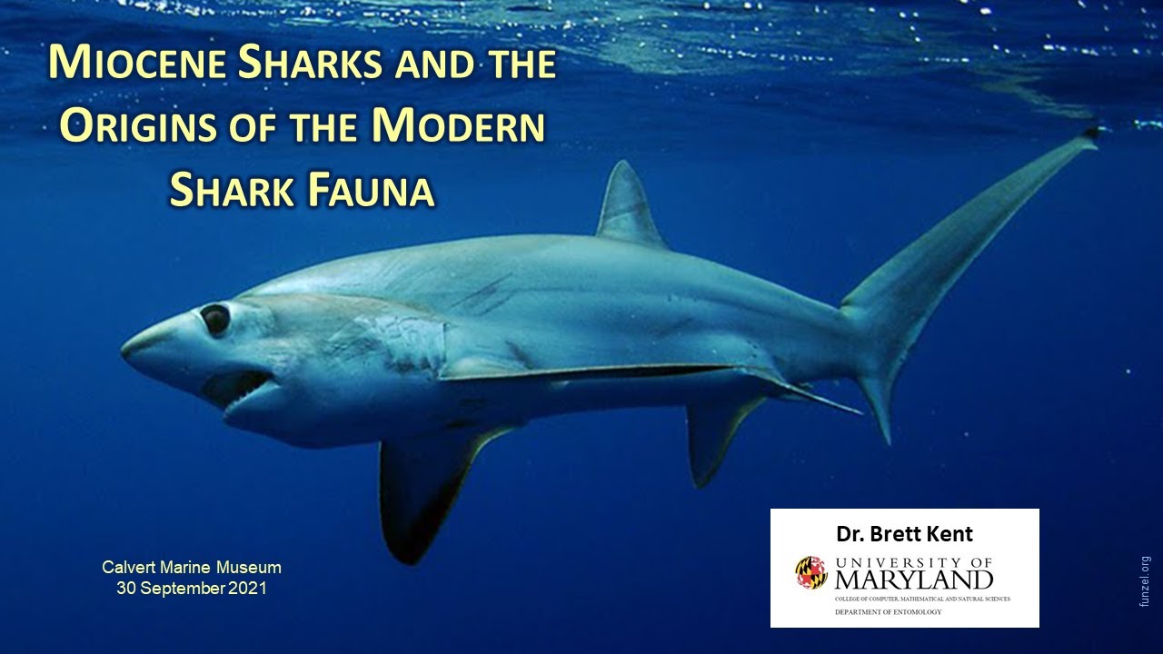 Miocene Sharks and the Origins of the Modern Shark Fauna presented by ...