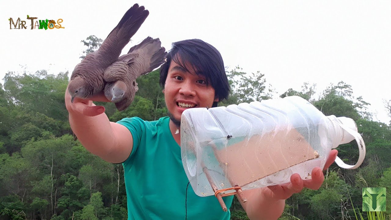 Cara membuat perangkap burung merbuk/perkutut mengunakan bekas botol ...