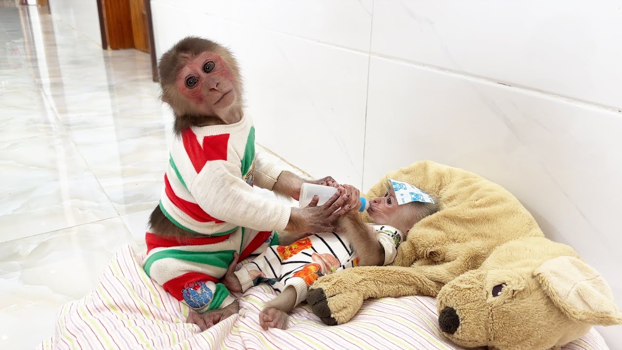 Monkey SinSin uses all his love to constantly take care of sick monkey ...