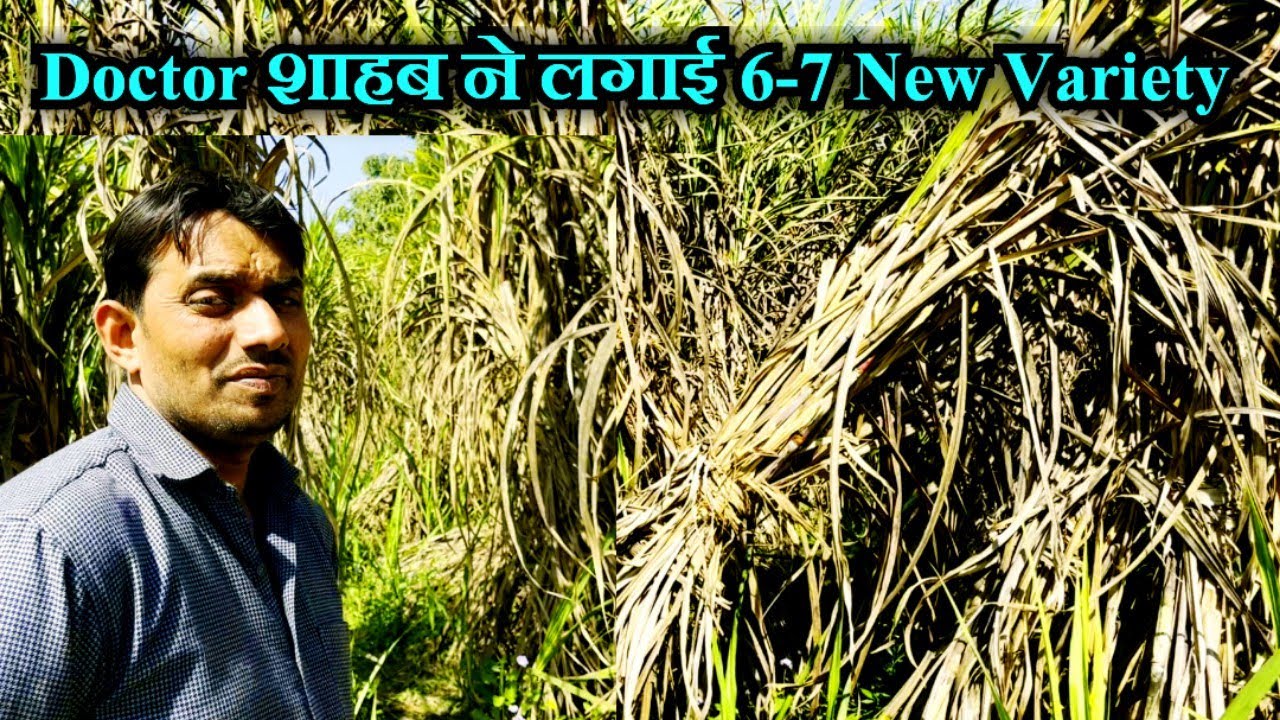 11082 से लेकर VCF 517 तक, 6-7 Variety है Doctor शाहब के पास,पता गजरौला ...