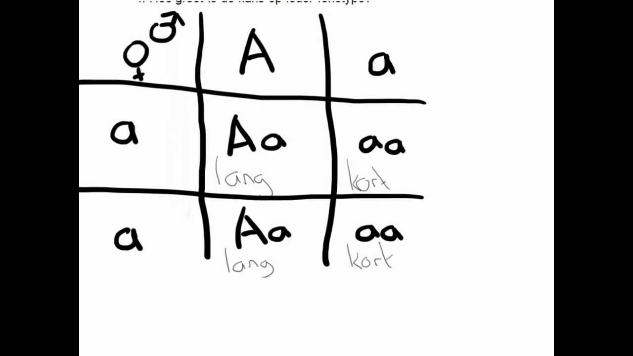 Uitwerking opdracht met kruisingsschema - YouTube