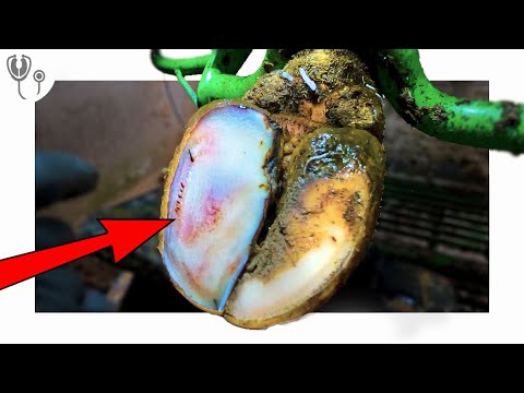HAEMORRHAGING SOLE on COWS HOOF is an Easyfix!! - YouTube