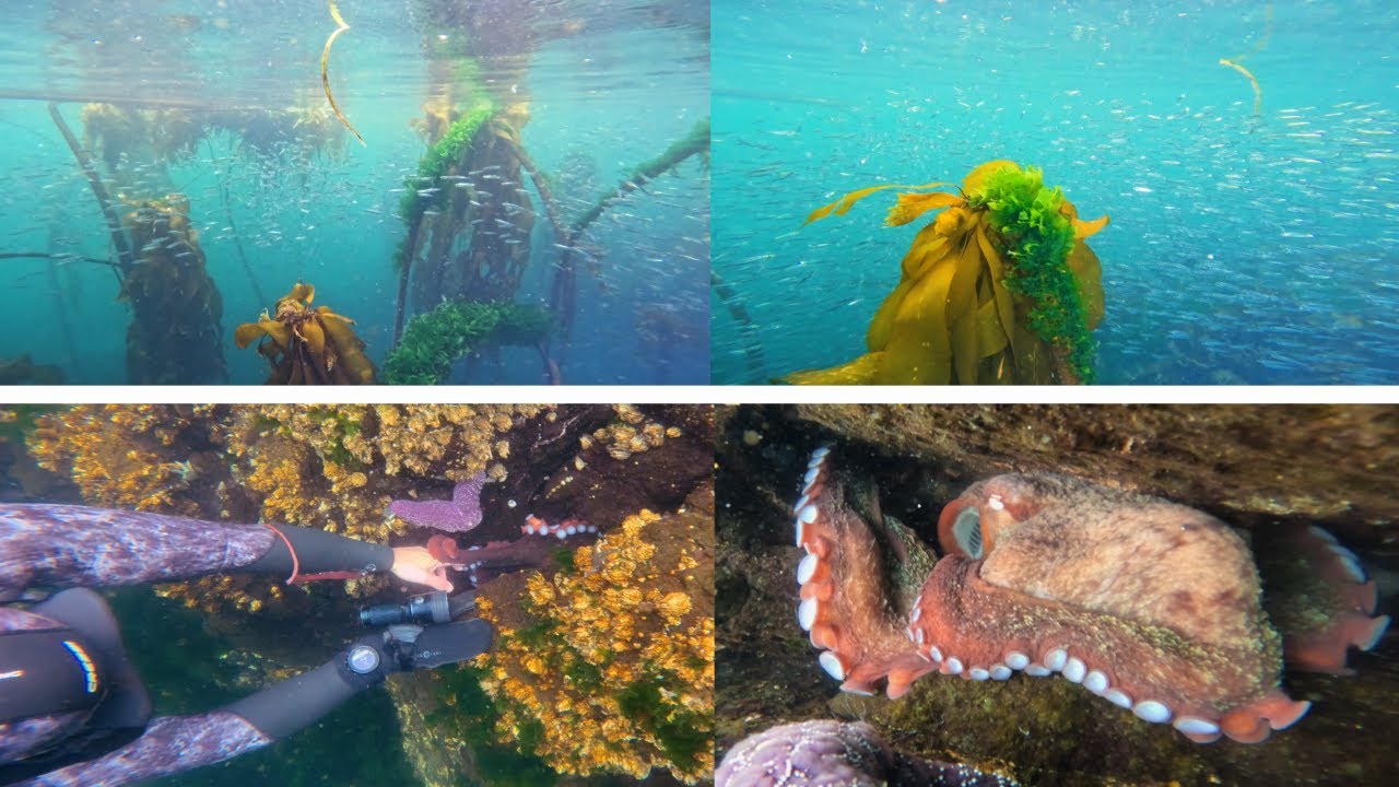 Freediving with Orca Whales and Octopus In an Incredible Kelp Forest ...