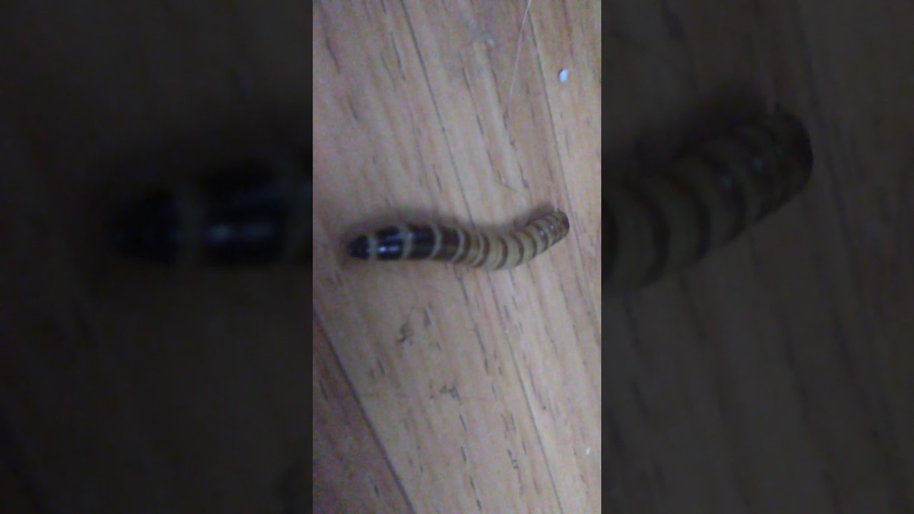 KILLING A WORM - YouTube