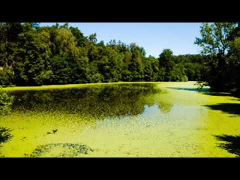 Eutrophication project - YouTube