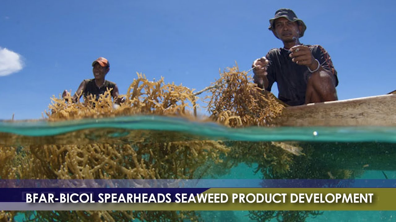 Business and Leisure | BIZWATCH:BFAR-Bicol Spearheads Seaweed Product ...