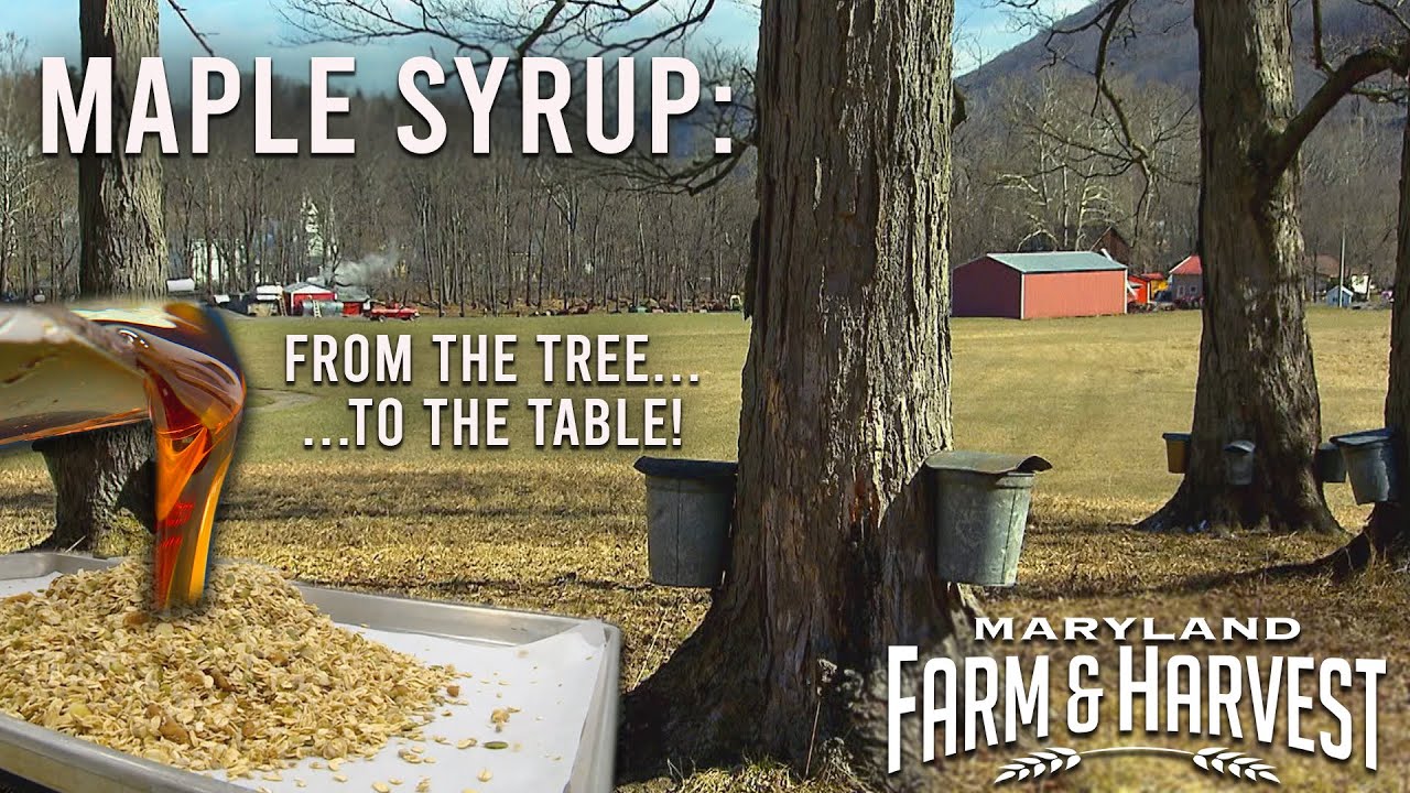 Making Maple Syrup: From Tree to Table! | MD F&H - YouTube
