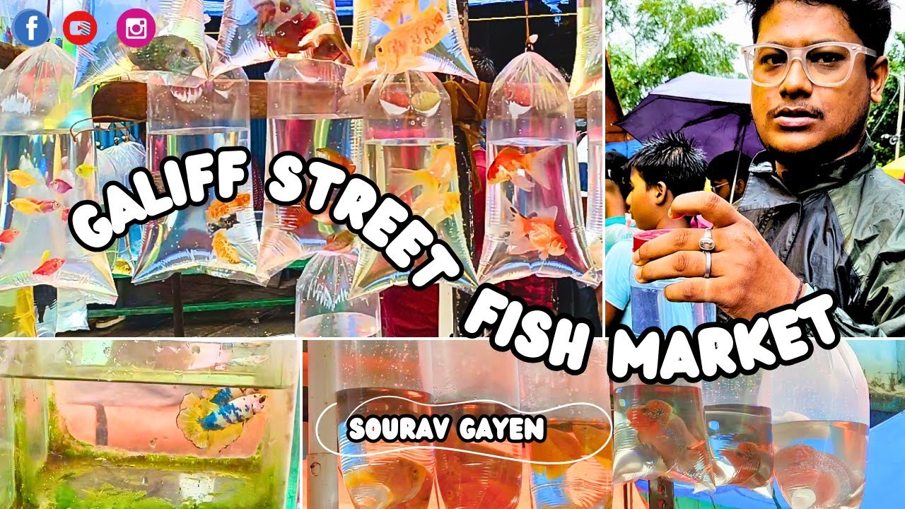 Galiff Street Fish Market Recent Video. #galiffstreetmarket - YouTube